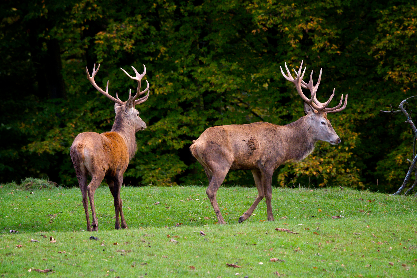 Rotwild Foto & Bild | tiere, zoo, wildpark & falknerei, säugetiere ...