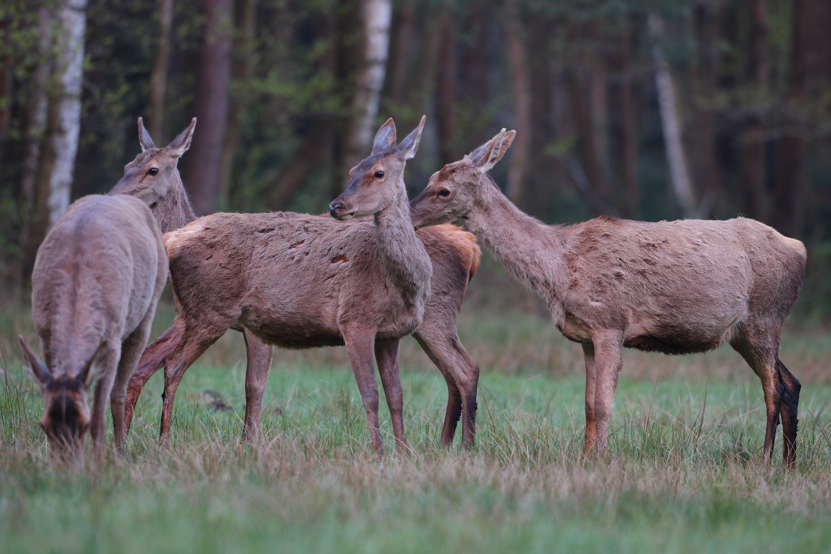 Rotwild Foto & Bild | wildlife, natur Bilder auf fotocommunity