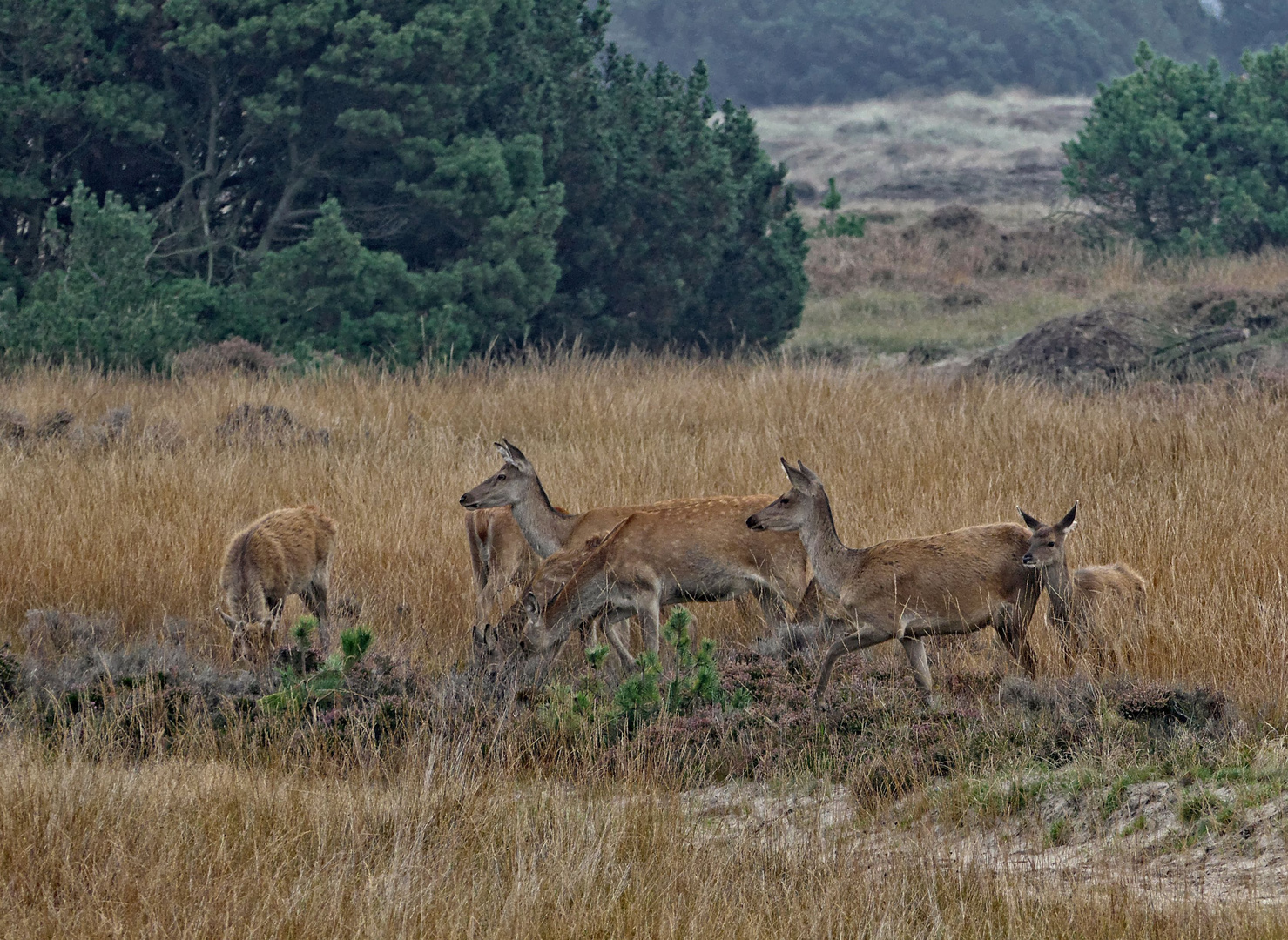 Rotwild Foto & Bild | herbst, heide, tiere Bilder auf fotocommunity