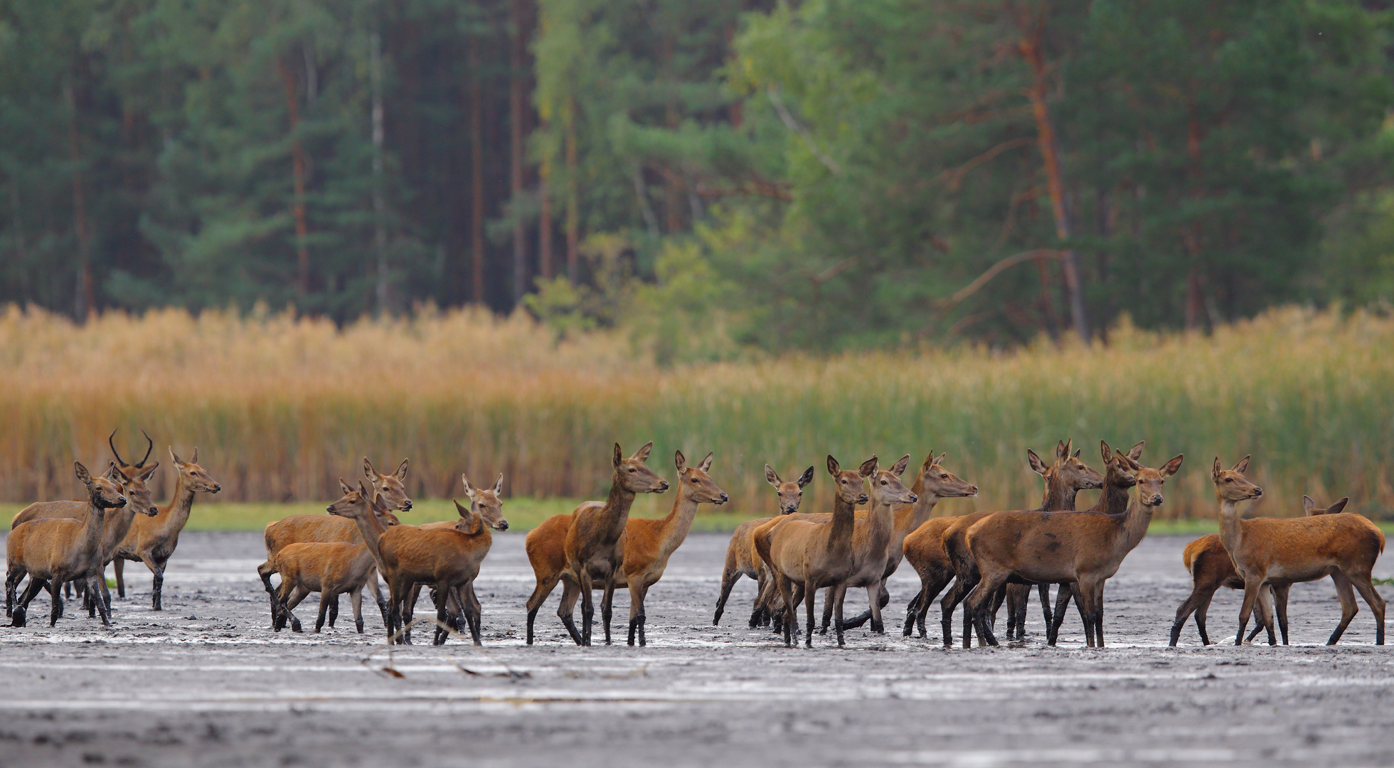 Rotwild Foto & Bild | tiere, natur, wildlife Bilder auf fotocommunity