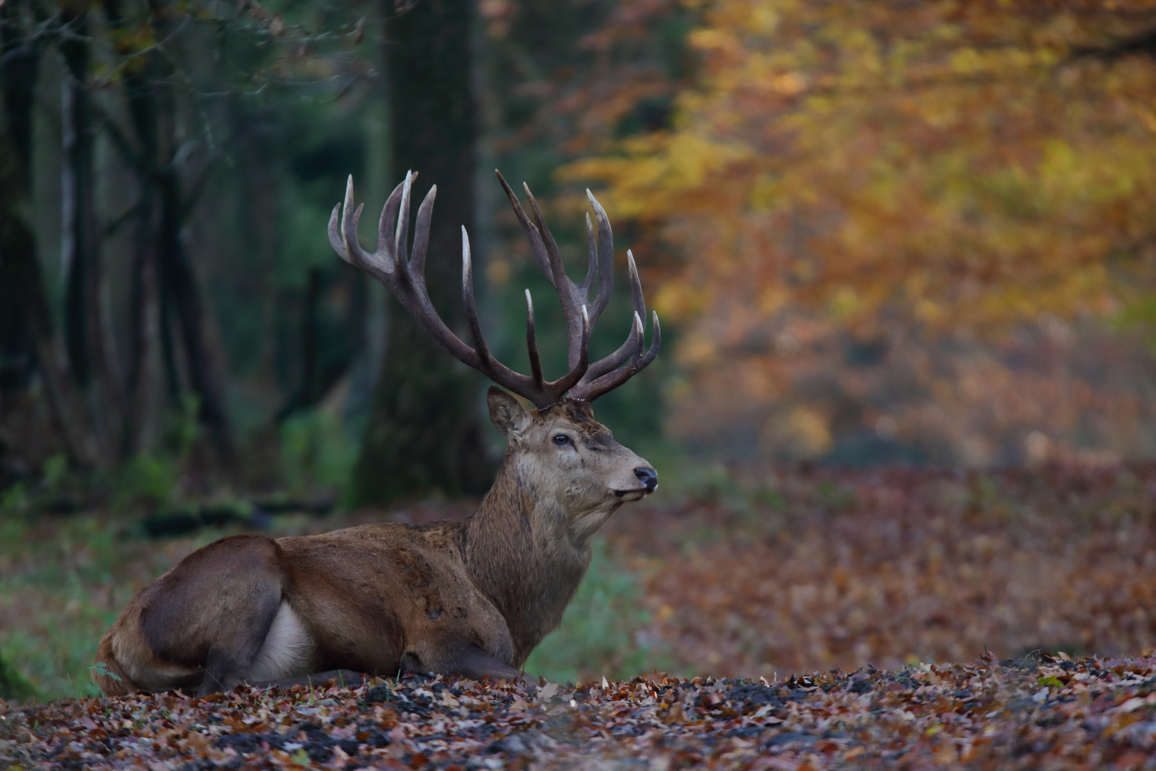 Rotwild-Hirsch Foto & Bild | natur, zoo, tiere Bilder auf fotocommunity