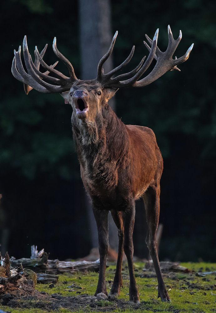 Rotwild Hirsch ruft aus voller Brust Foto & Bild | natur, wildlife ...