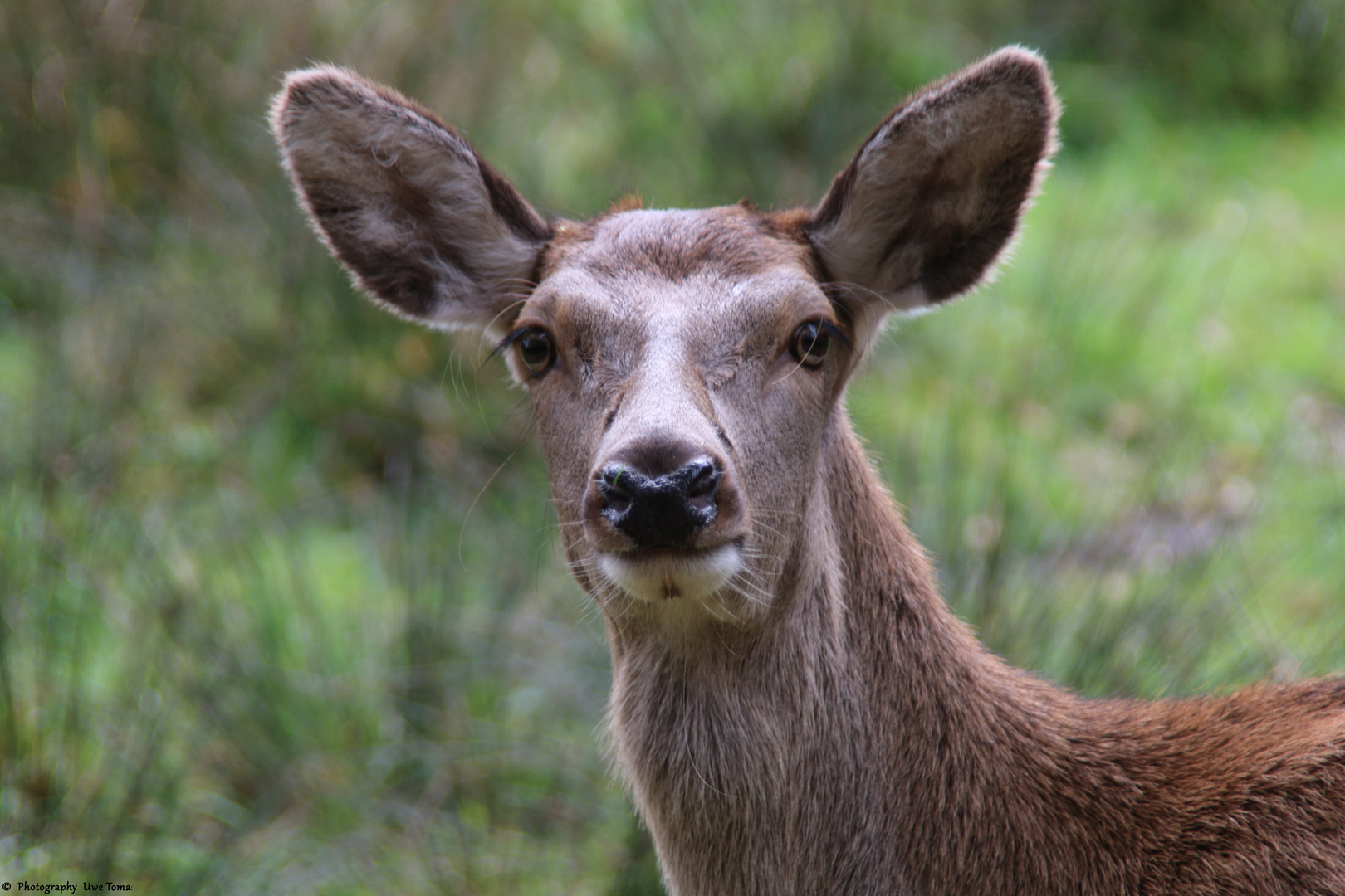 Rotwild - Hirschkuh 0002 Foto & Bild | tierwelt, tiere, natur Bilder ...