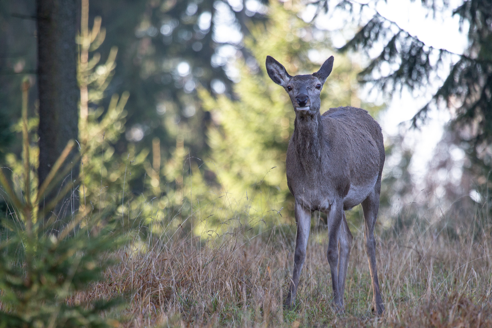 Rotwild - Hirschkuh 03 Foto & Bild | tiere, zoo, wildpark & falknerei ...
