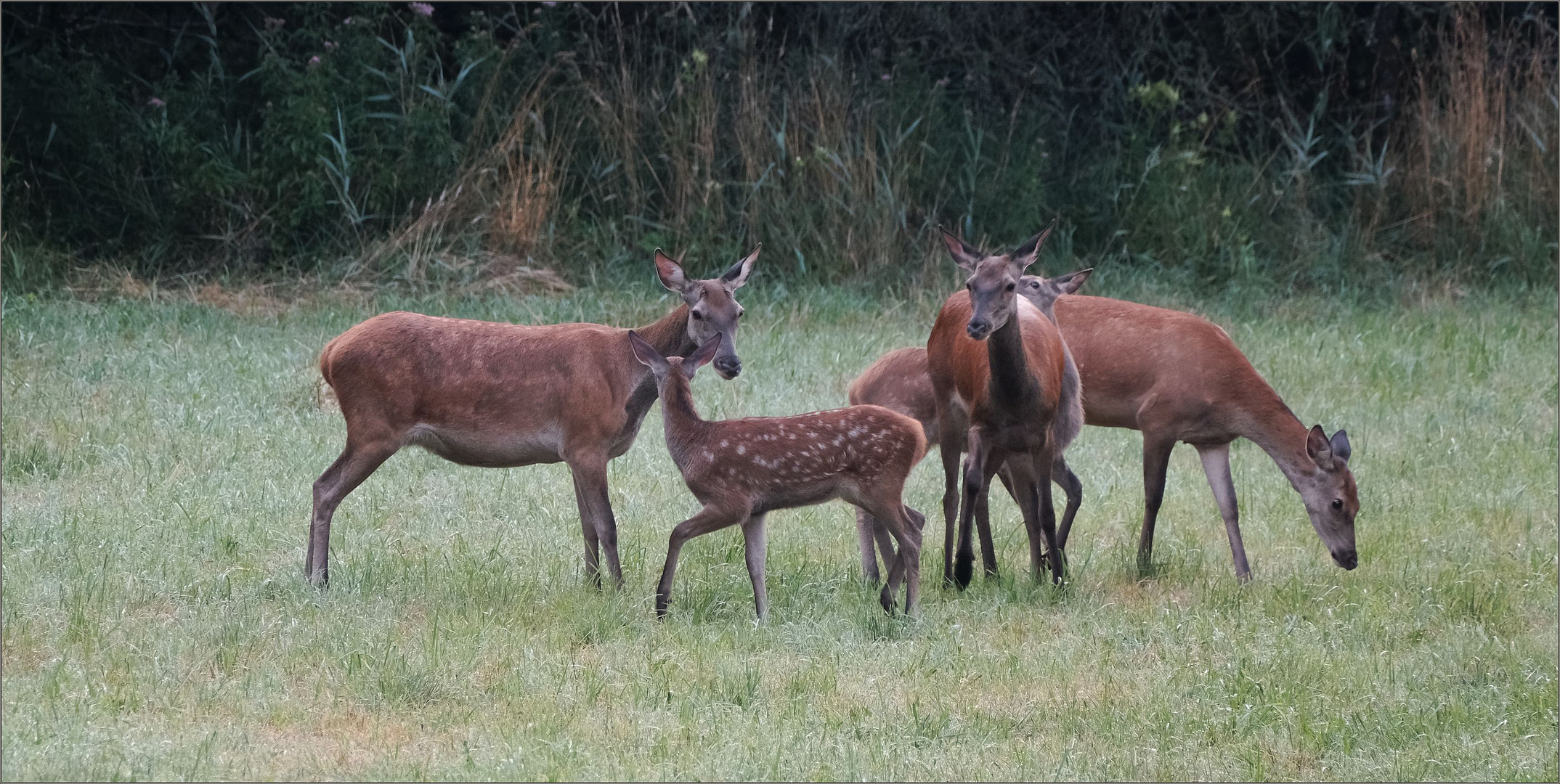 Rotwild I Foto & Bild | tiere, wildlife, säugetiere Bilder auf ...