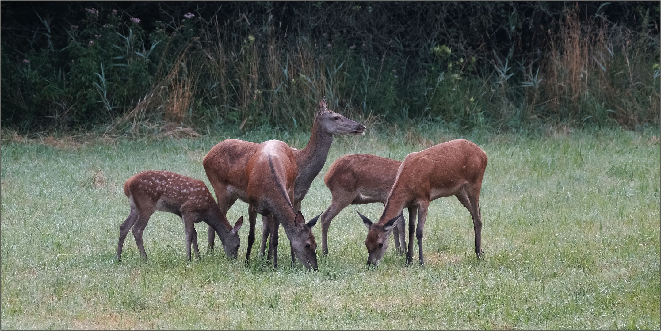 Rotwild II Foto & Bild | tiere, wildlife, säugetiere Bilder auf ...