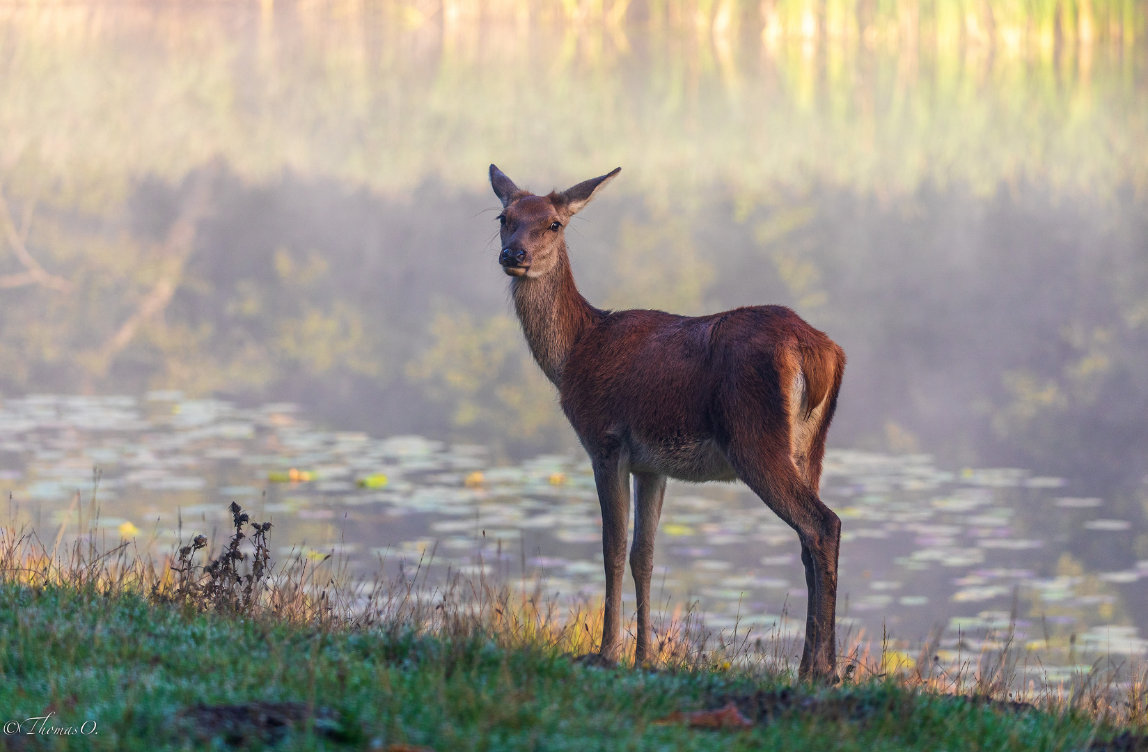Rotwild im Morgenlicht Foto & Bild | fotos, natur, nebel Bilder auf ...