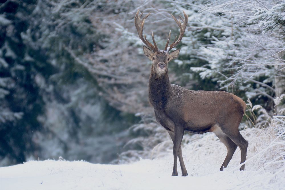 Rotwild im Winter Foto & Bild | tiere, wildlife, säugetiere Bilder auf ...