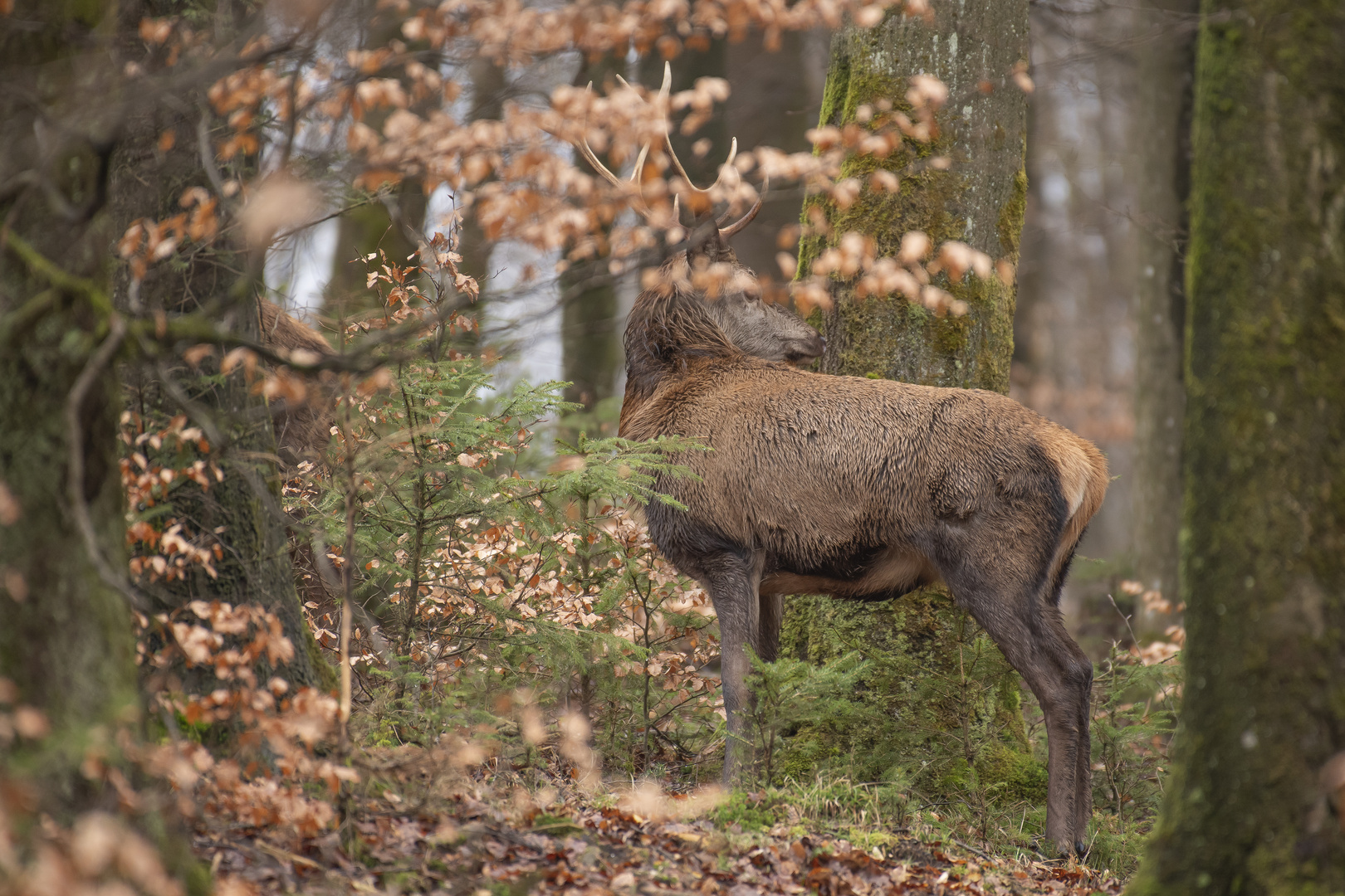 Rotwild im Winter Foto & Bild | tiere, wildlife, säugetiere Bilder auf ...