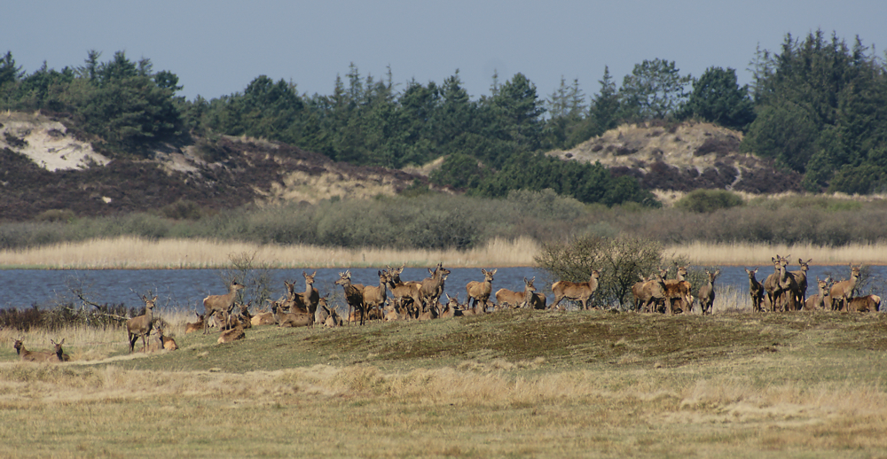 Rotwild in Dänemark Foto & Bild | tiere, wildlife, säugetiere Bilder ...