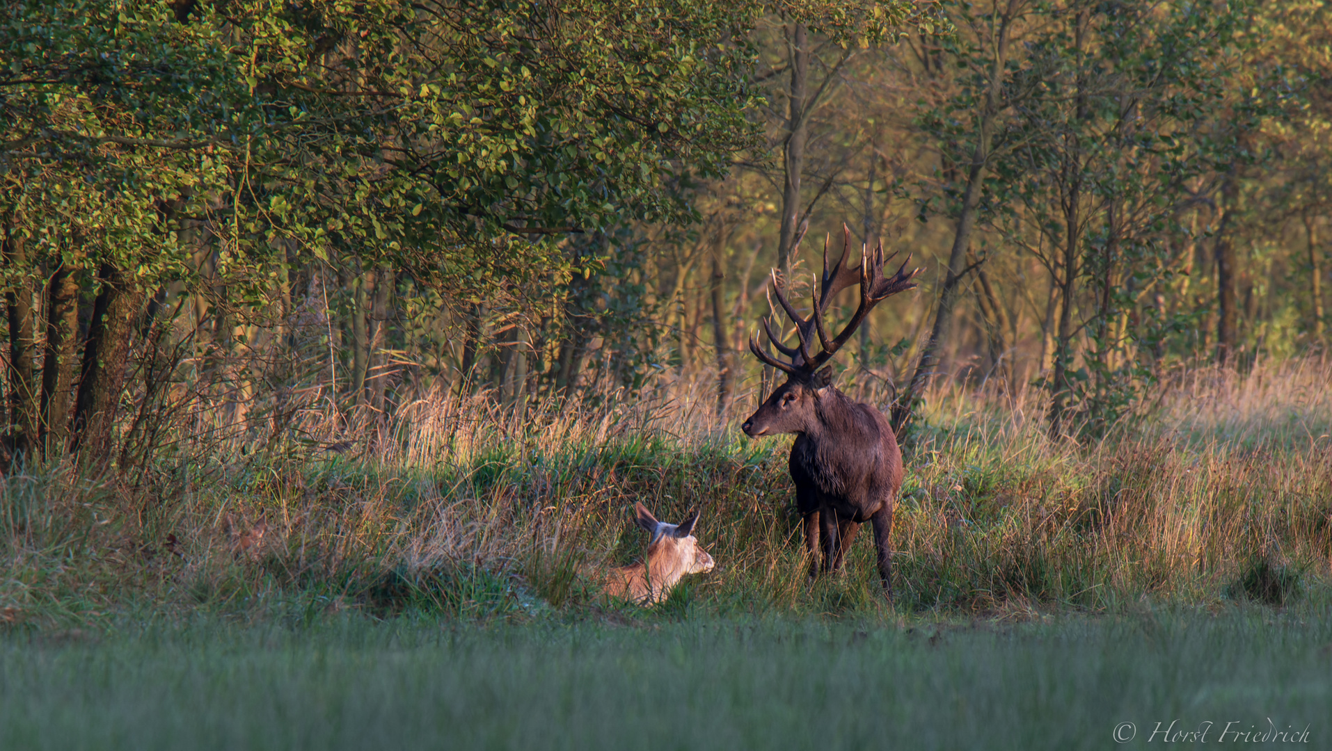Rotwild in der Brunftzeit Foto & Bild | tiere, wildlife, säugetiere ...