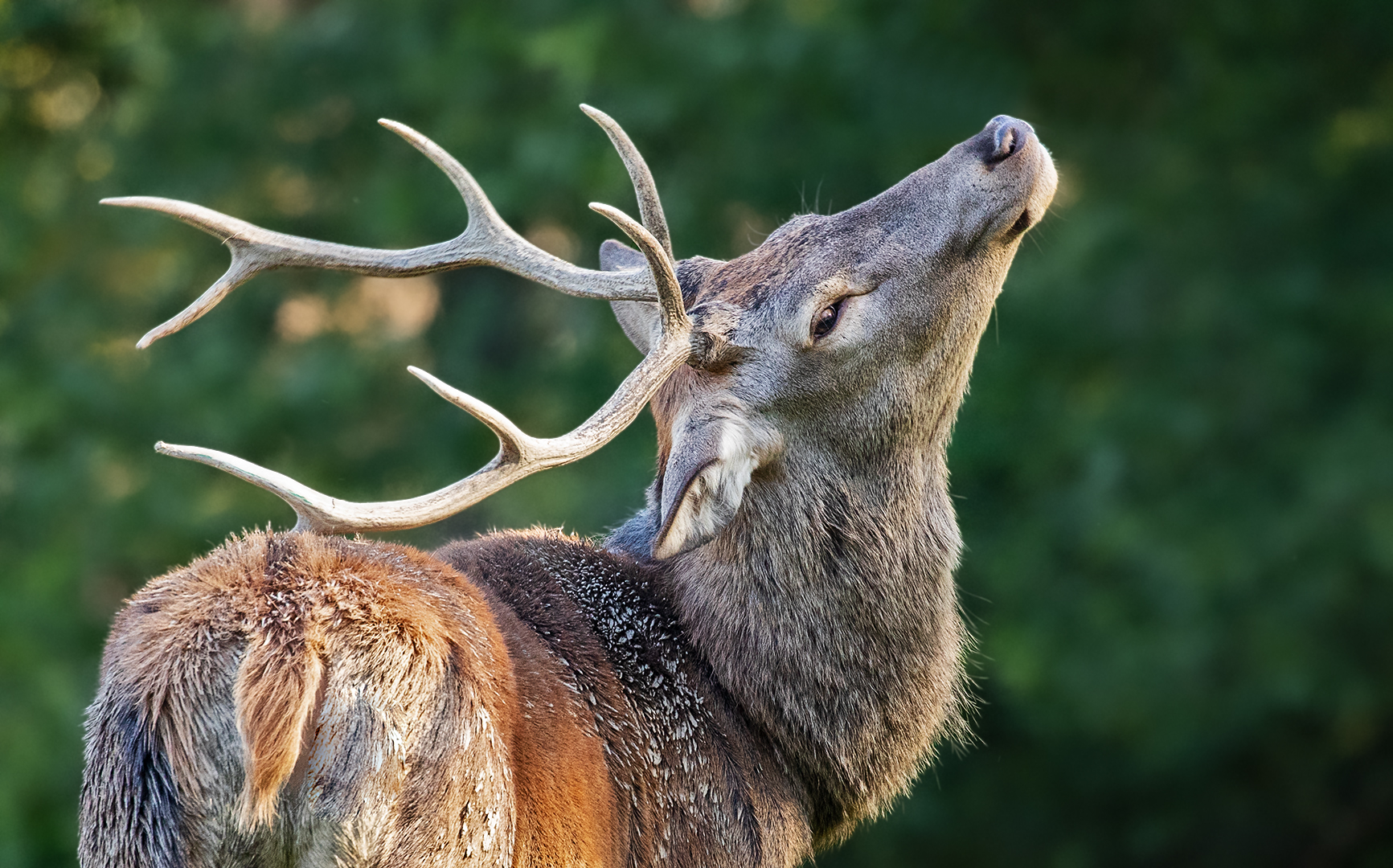 Rotwild-Portrait 001 Foto & Bild | deutschland, europe, nordrhein ...