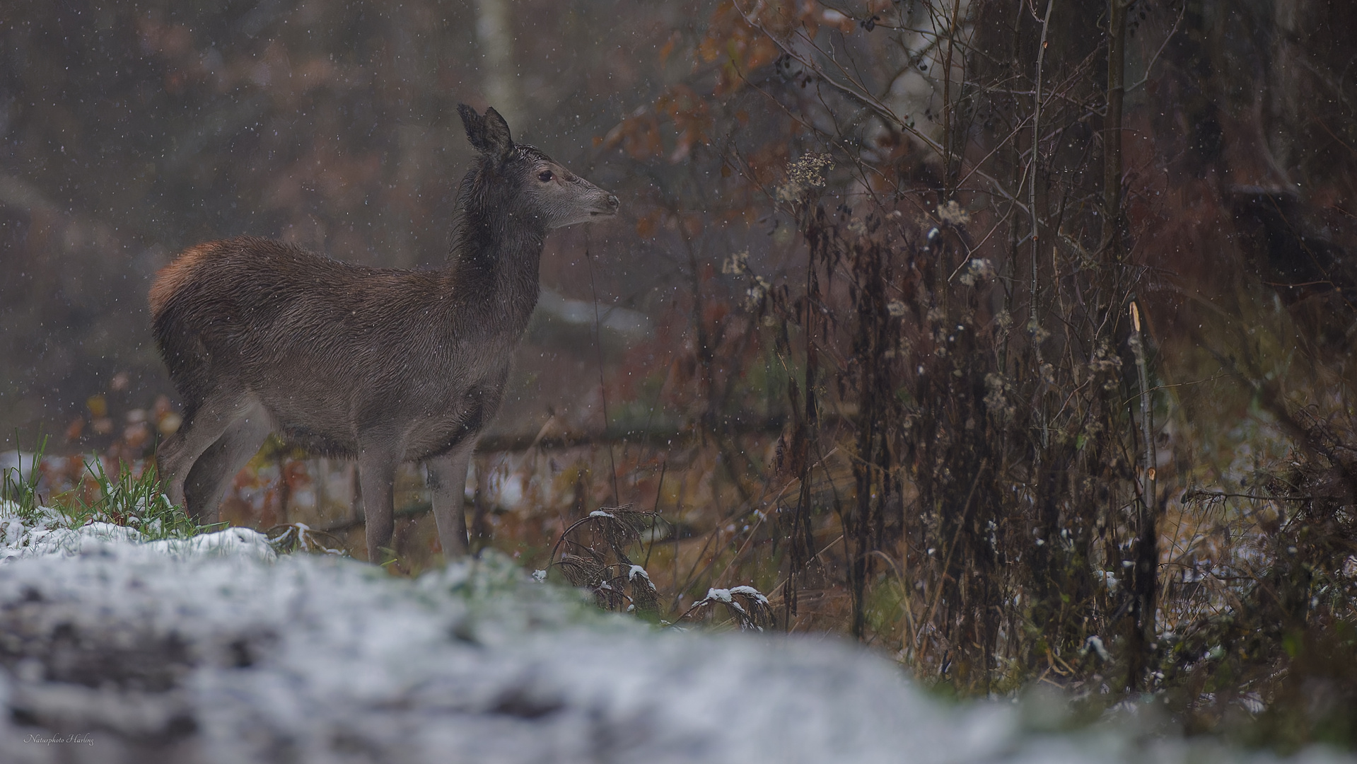 Rotwild t (1 von 1) Foto & Bild | winter, natur, tiere Bilder auf ...
