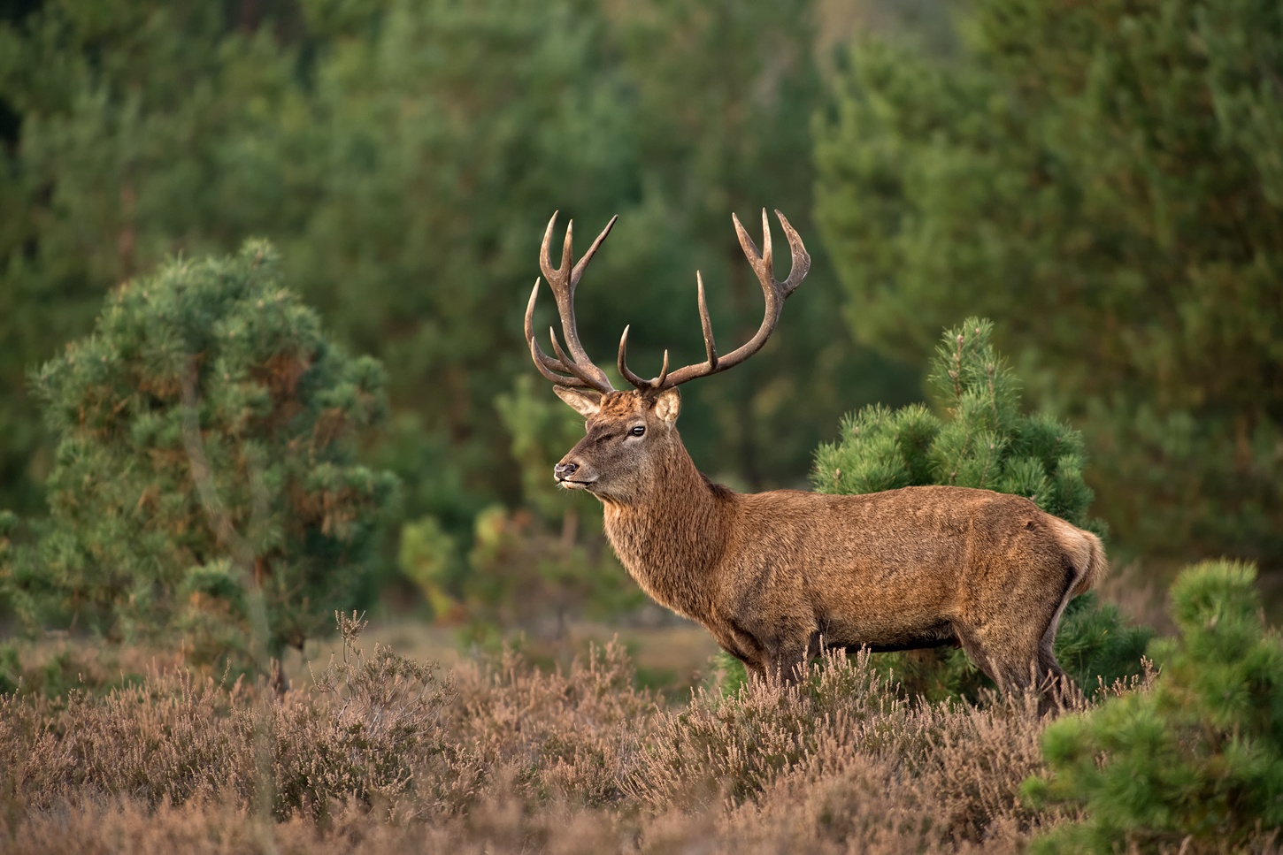 Rotwildbrunft 2019 Foto & Bild | tiere, wildlife, säugetiere Bilder auf ...