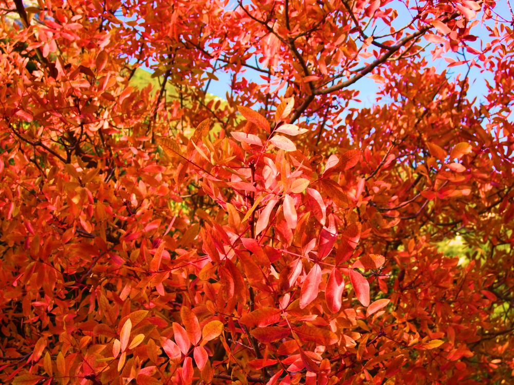Rouge-automne photo et image | les saisons, automne, fleurs, arbres ...