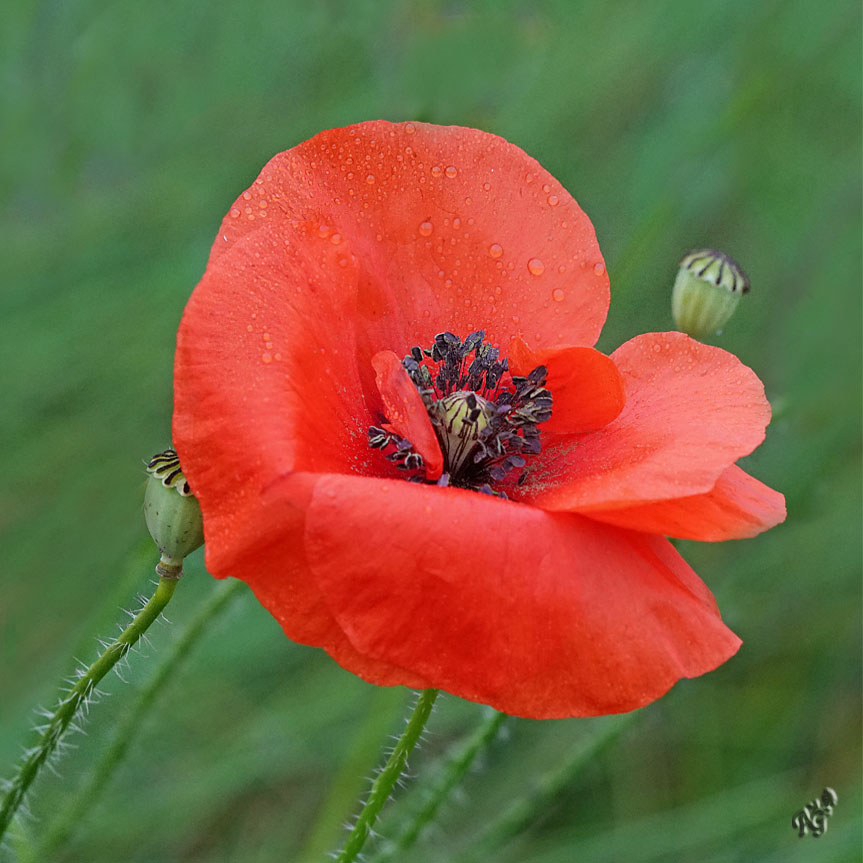 Rouge coquelicot ..... photo et image | special, animations ...