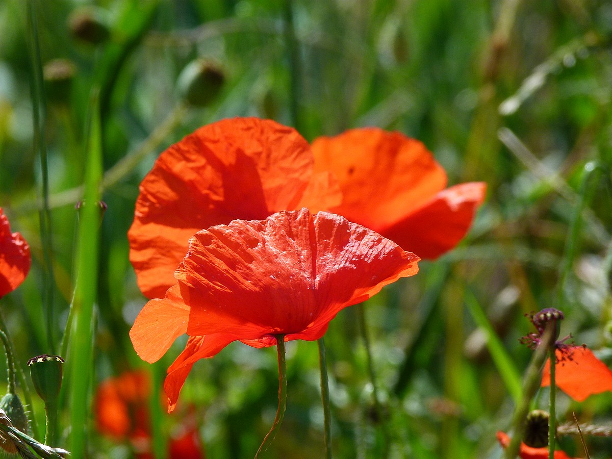 Rouge coquelicot photo et image | fleurs, un peu de tout..., campagne ...