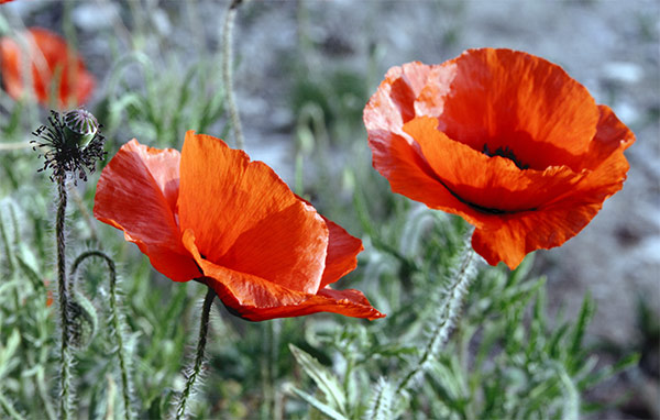 ROUGE COQUELICOT photo et image | fleurs, nature Images fotocommunity