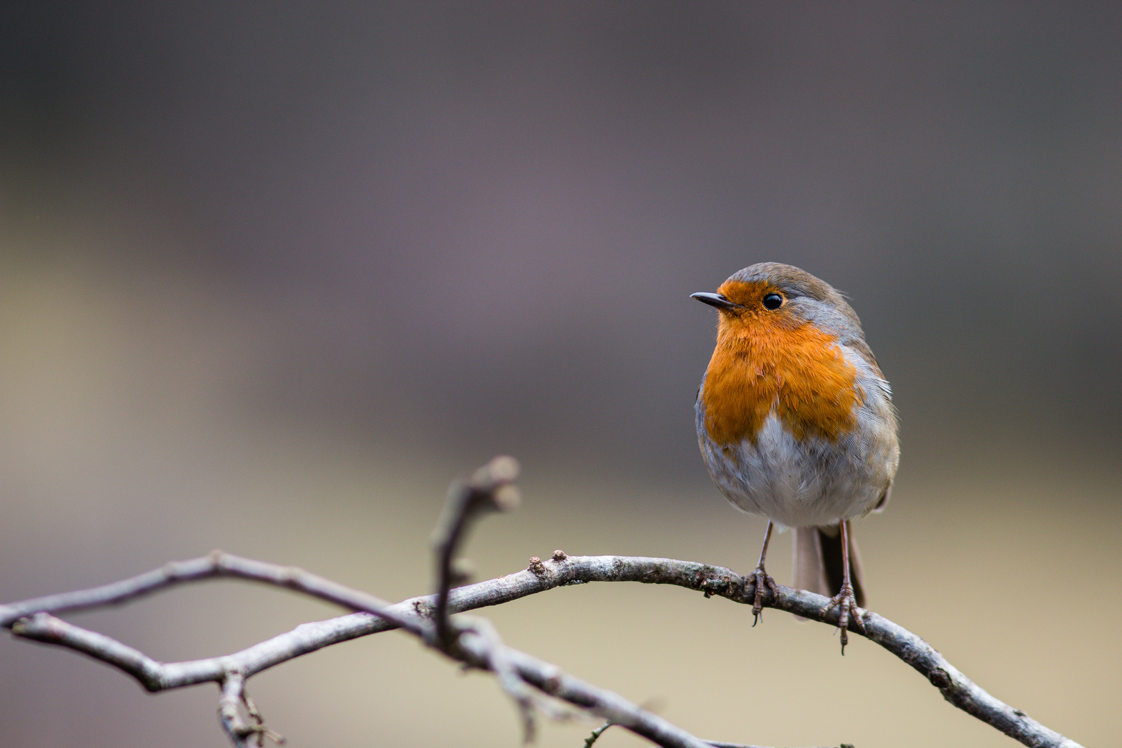 Rouge-gorge photo et image | animaux, animaux sauvages, oiseaux Images ...