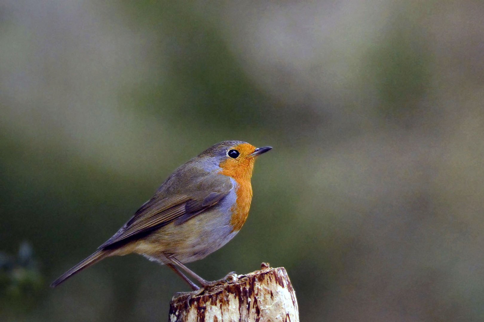 Rouge gorge. photo et image | animaux, animaux sauvages, oiseaux Images ...