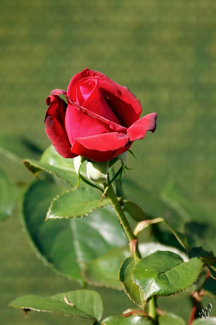 Rouge .... passion photo et image | macro nature, macro fleurs, fleurs ...
