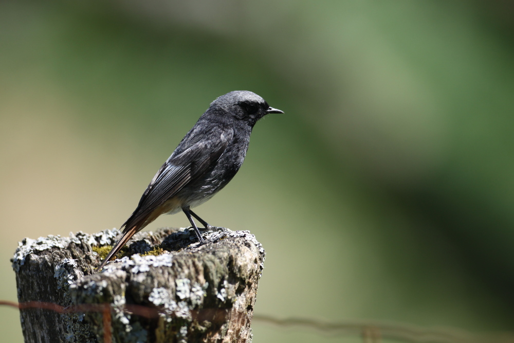Rouge queue photo et image | animaux, animaux sauvages, oiseaux Images ...