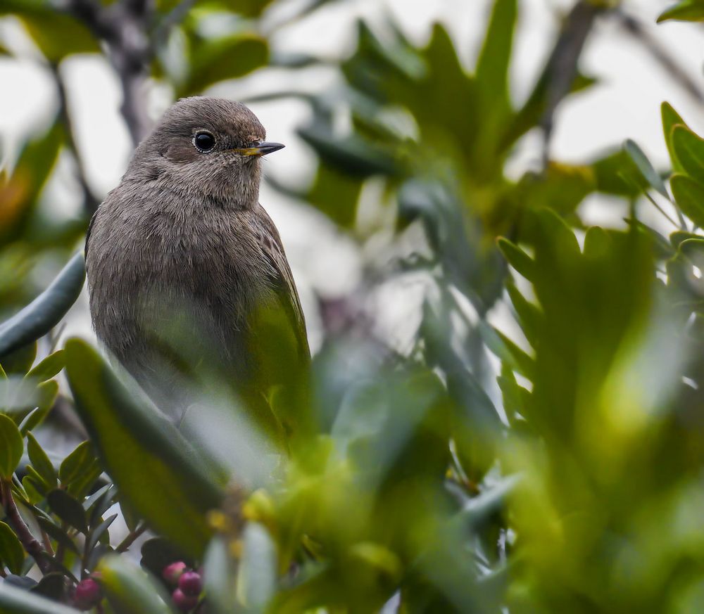 Rouge queue photo et image | nature, animaux, oiseaux Images fotocommunity