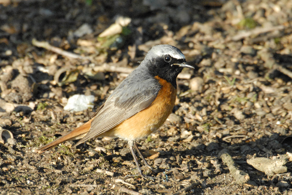 Rouge-queue à front blanc photo et image | animaux, animaux sauvages ...