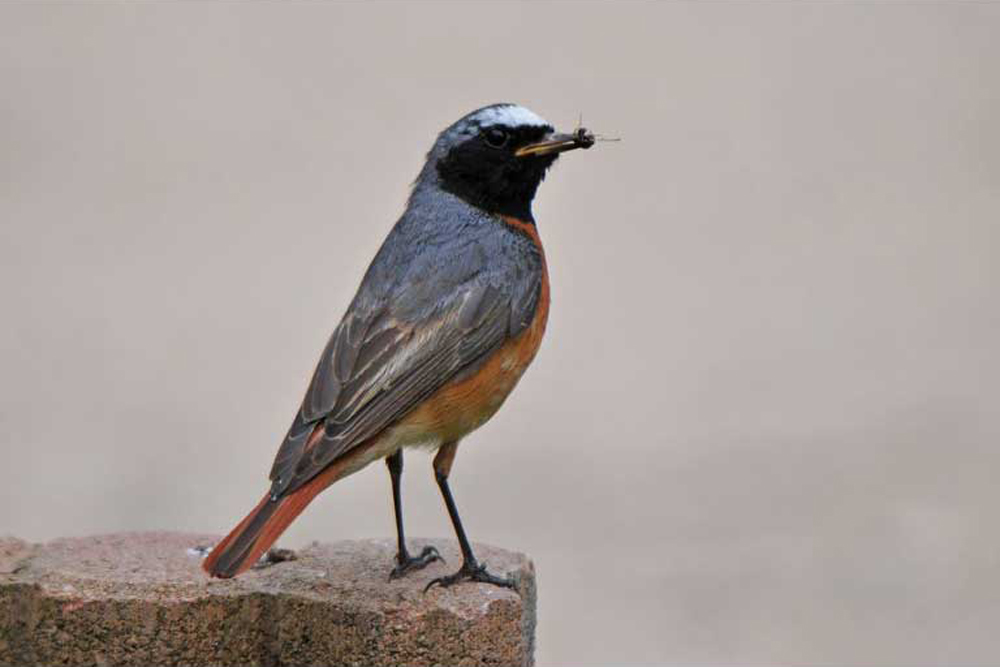 Rouge-queue à front blanc photo et image | animaux, animaux sauvages ...