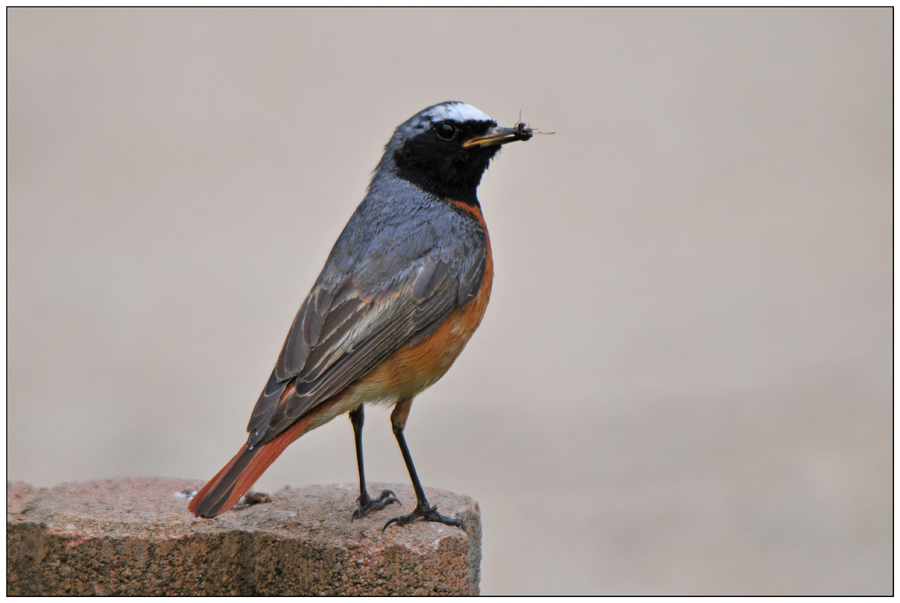 Rouge-queue à front blanc mâle photo et image | animaux, animaux ...