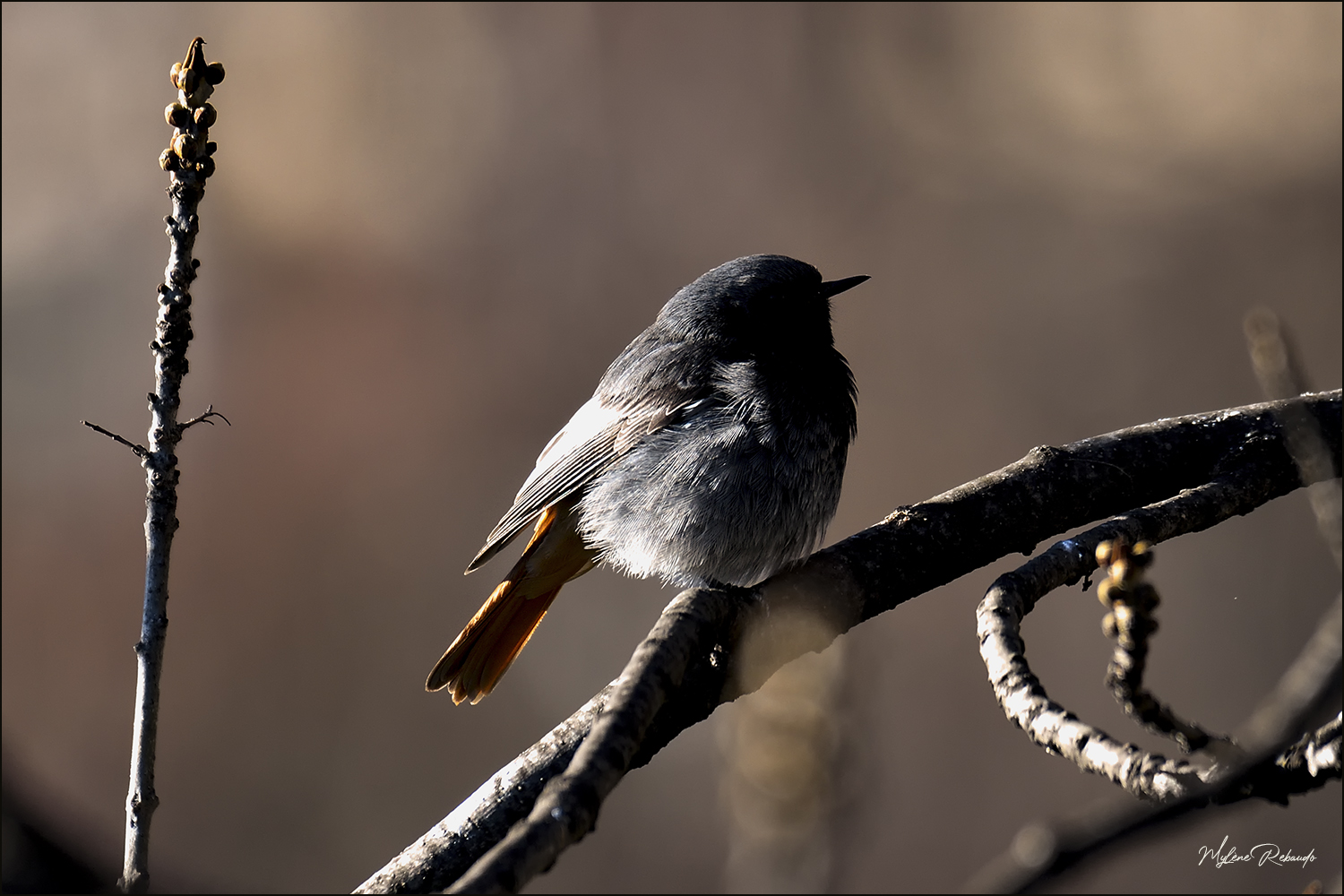 Rouge queue photo et image | animaux, animaux sauvages, oiseaux Images ...