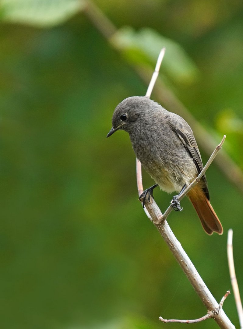 Rouge queue photo et image | nature, animaux, oiseaux Images fotocommunity