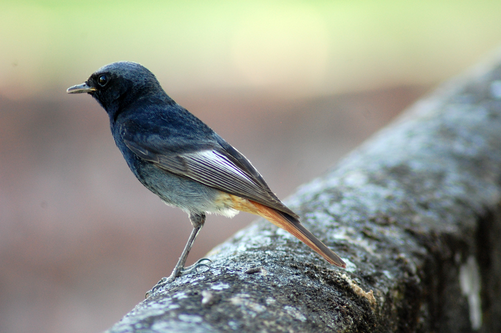 rouge queue sur mon balcon photo et image | animaux, animaux sauvages ...