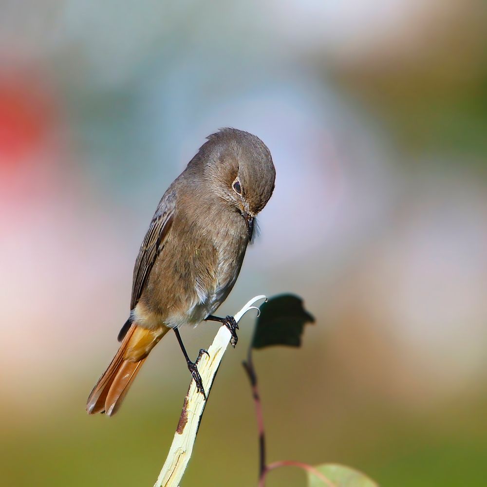Rouge queue timide photo et image | animaux, animaux sauvages, oiseaux ...