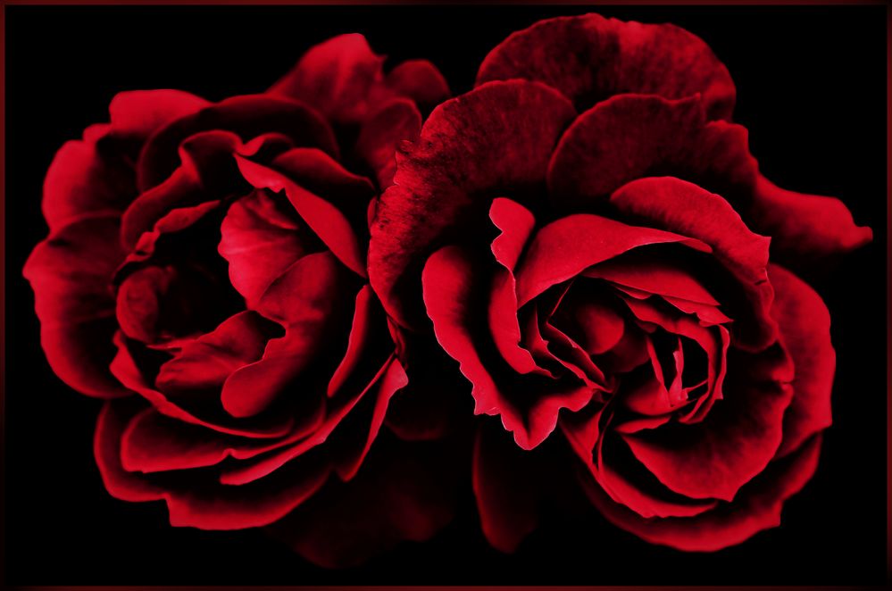 rouge sang et rouge baiser de deux roses... Foto % Immagini| italy ...