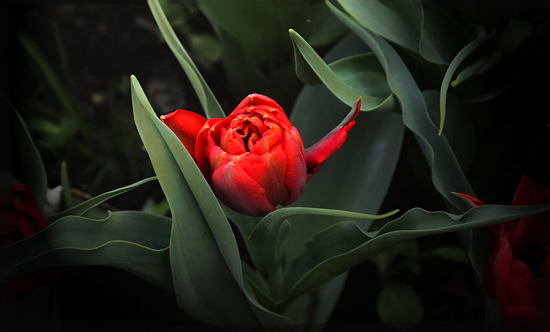 Rouge tulipe Foto & Bild | nature, natur, macro Bilder auf fotocommunity