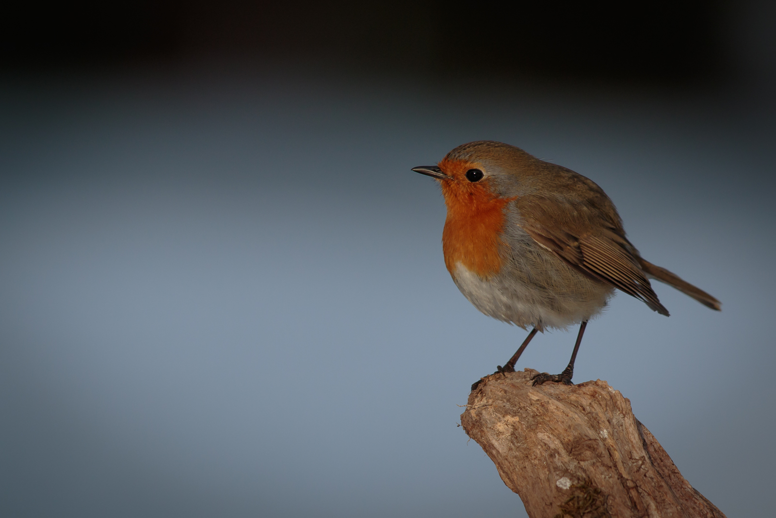 Rougegorge photo et image | animaux, animaux sauvages, oiseaux Images ...