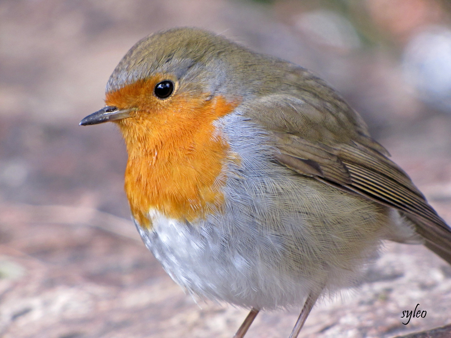 rougegorge(3) photo et image | animaux, animaux sauvages, oiseaux ...