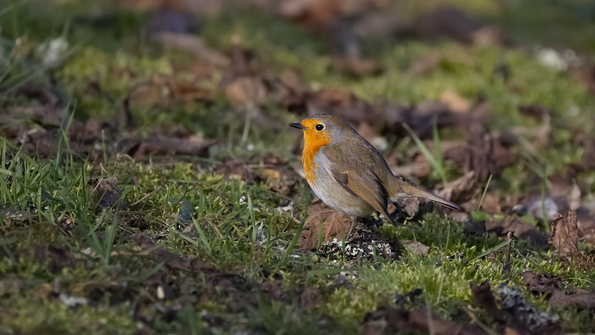 Rouges Gorges photo et image | animaux, animaux sauvages, oiseaux ...