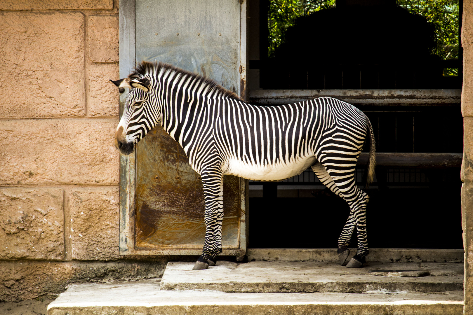 Rouillure et rayures photo et image | animaux, zoo et animaux en ...
