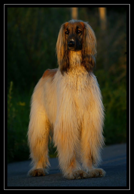 Roushan Foto & Bild | tiere, haustiere, hunde Bilder auf fotocommunity