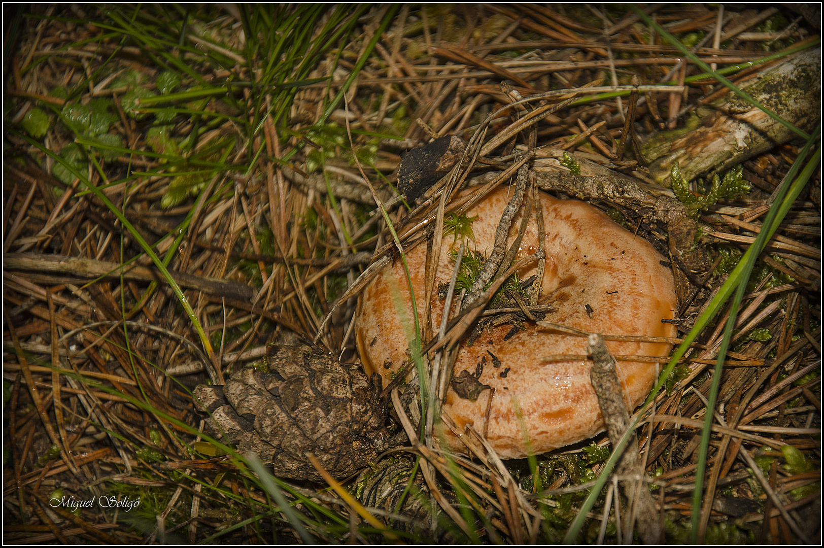 Rovelló Imagen & Foto | naturaleza diversa , fotos, naturaleza Fotos de ...