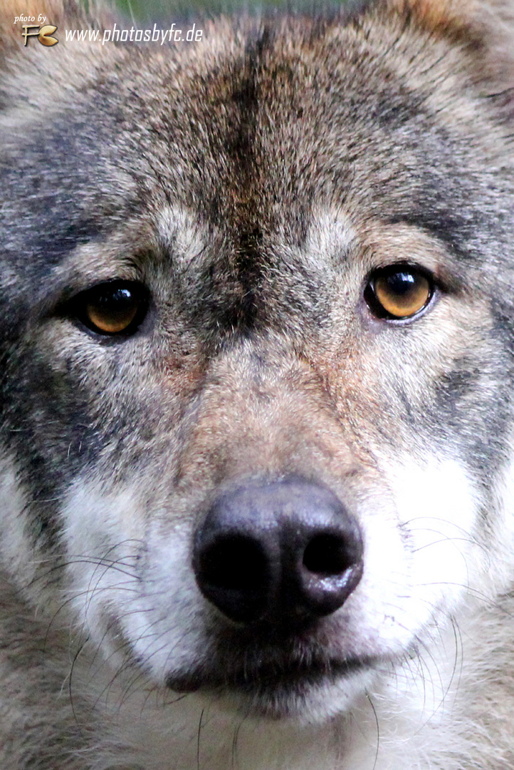 Roy - Wolf - Wildpark "Alte Fasanerie" Hanau Klein-Auheim Foto & Bild ...