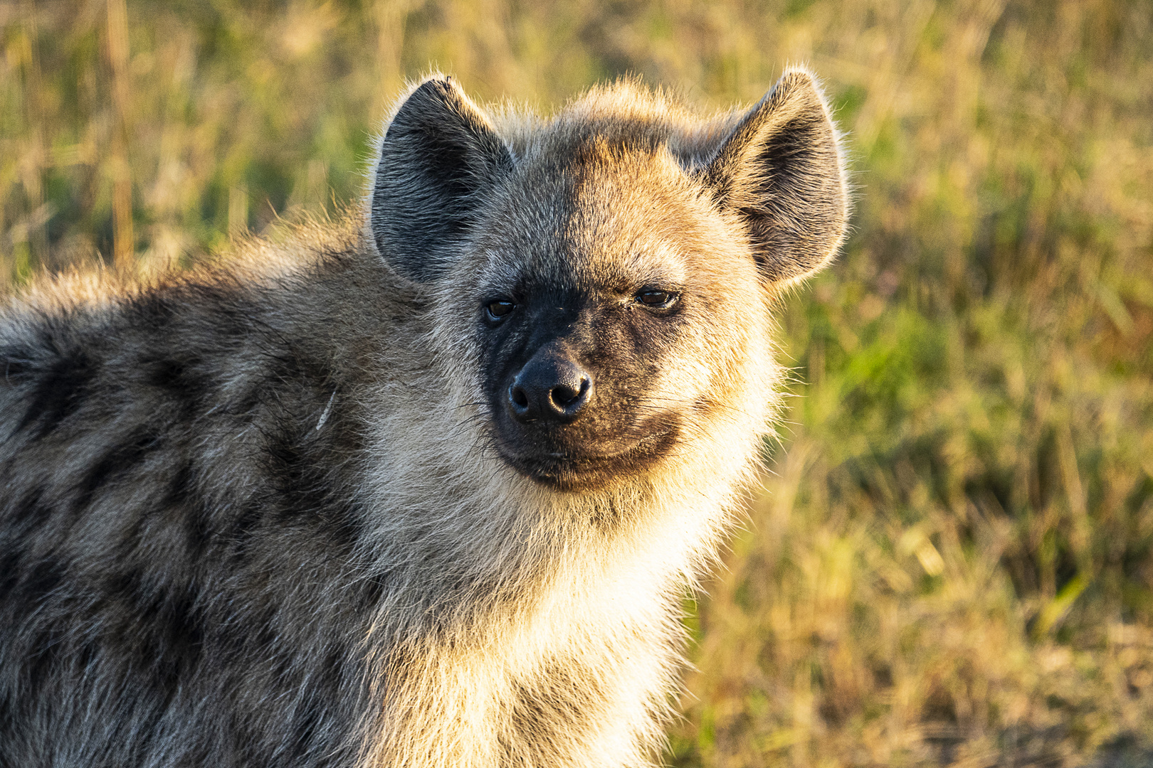 RSA -6- Hyäne Foto & Bild | africa, southern africa, south africa ...