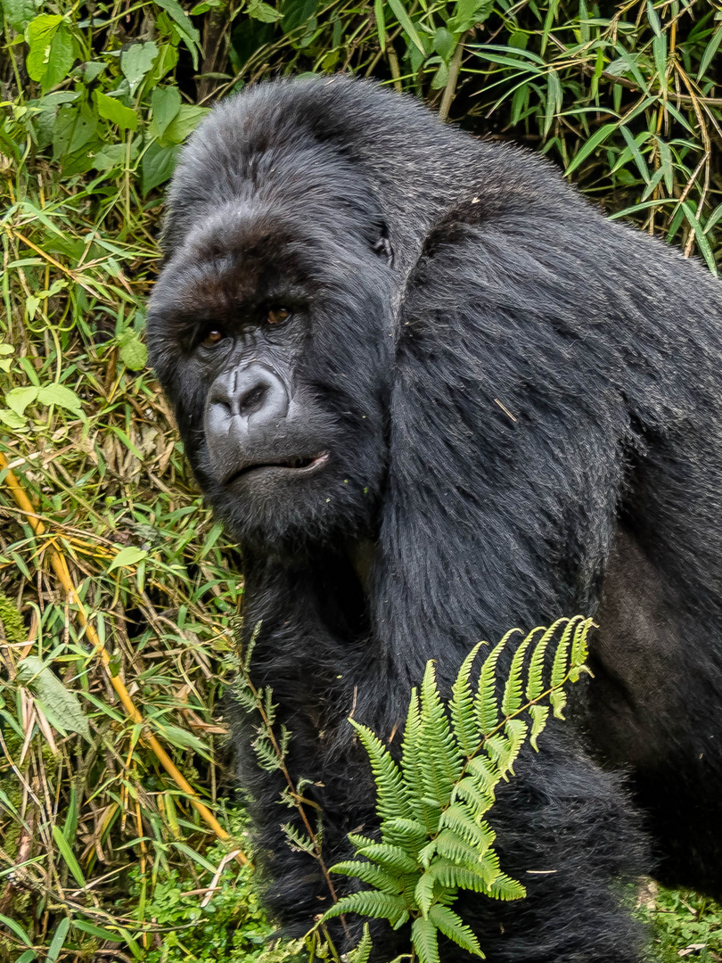 Ruanda [16] Foto & Bild | africa, ruanda, ostafrika Bilder auf ...