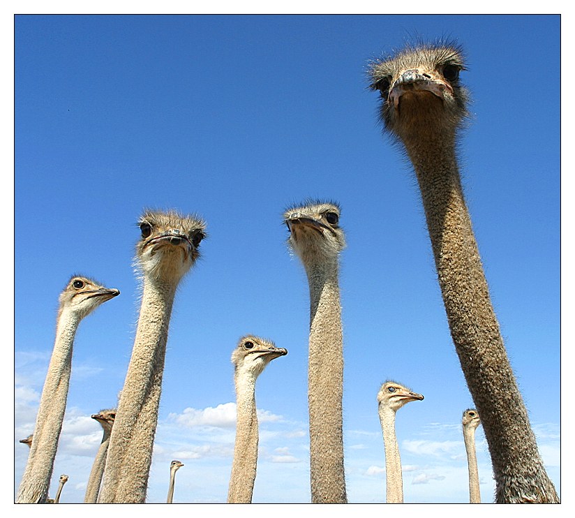 rubberneckers Foto & Bild | tiere, haustiere, nutztiere Bilder auf ...