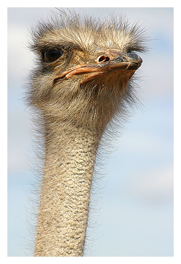 rubberneckers [part II] Foto & Bild | tiere, haustiere, nutztiere ...