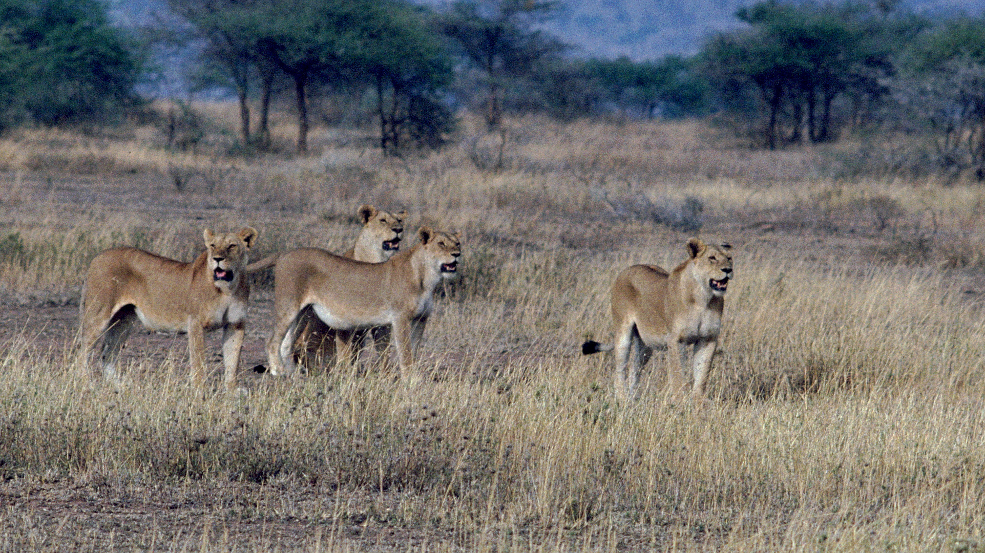 Rudel Löwen --- Foto & Bild | fotos, hunde, nacht Bilder auf fotocommunity