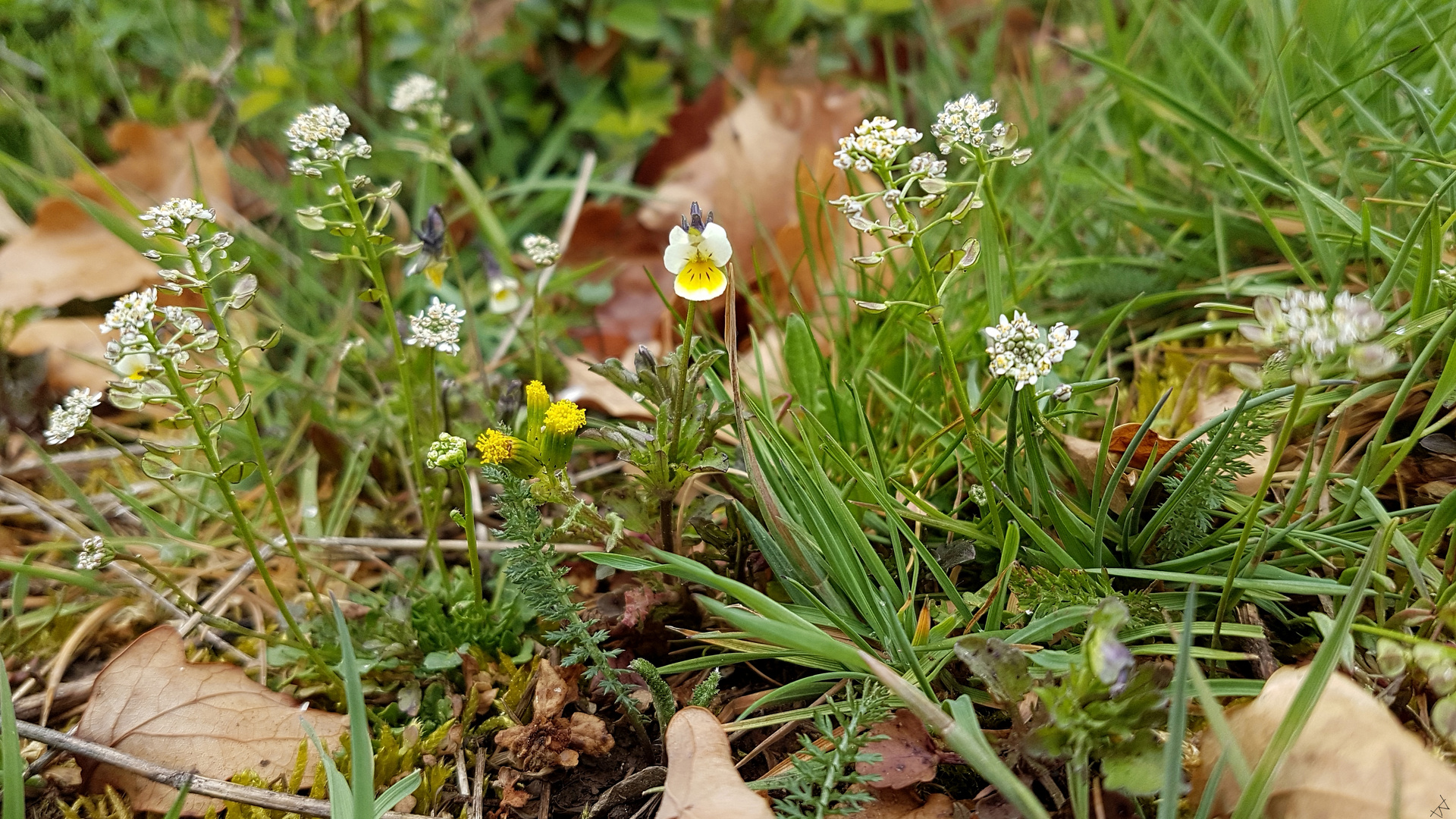 Ruderal-Pflanzengesellschaft Foto & Bild | pflanzen, pilze & flechten ...