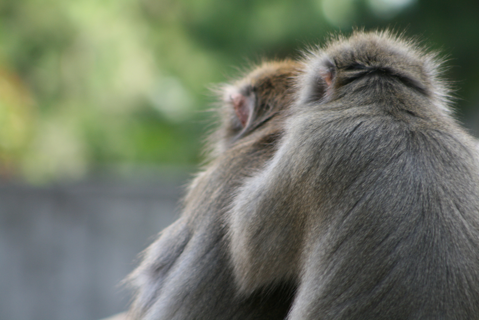 Rücken können auch entzücken Foto & Bild | tiere, zoo, wildpark ...